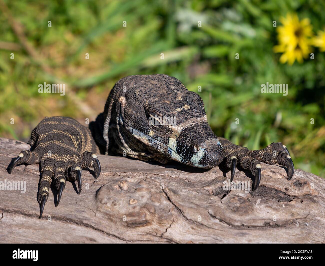 Australian lace monitor hi-res stock photography and images - Alamy
