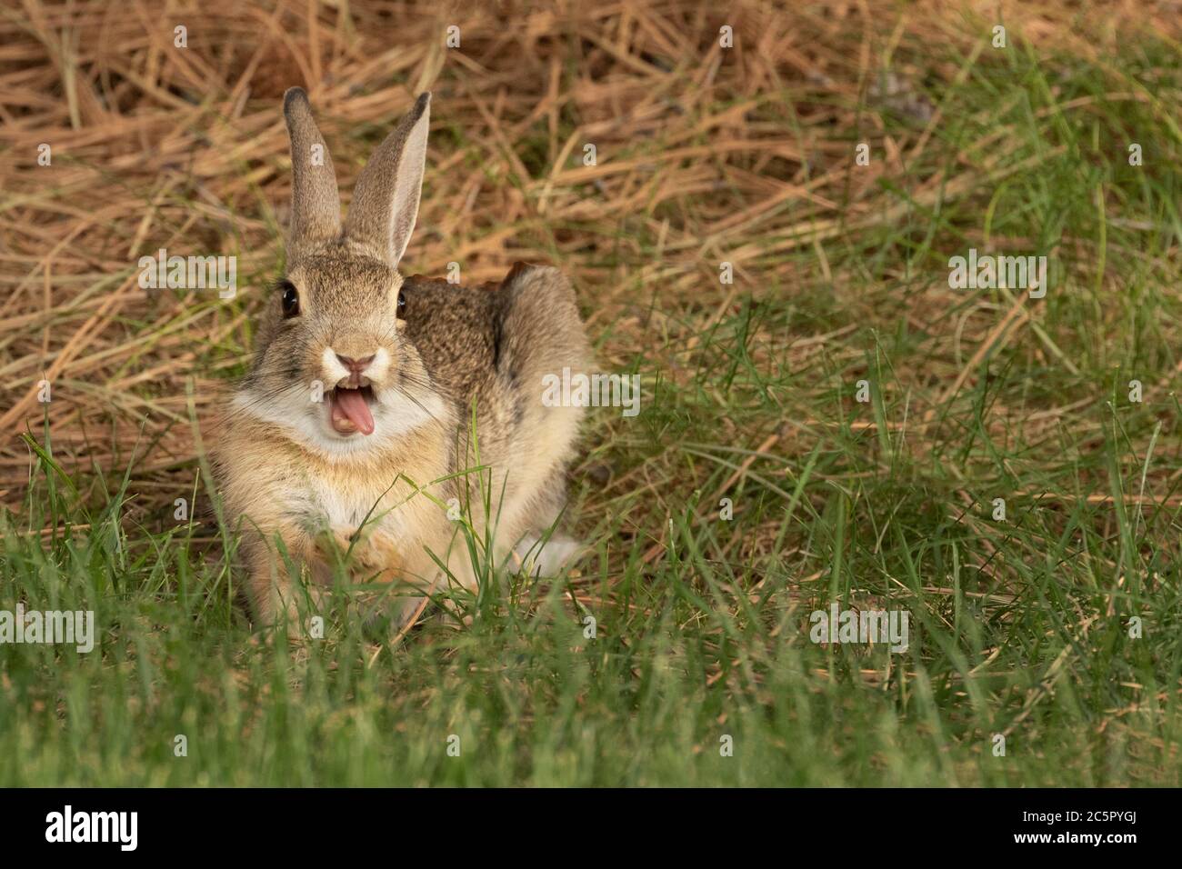Yuck hi-res stock photography and images - Alamy