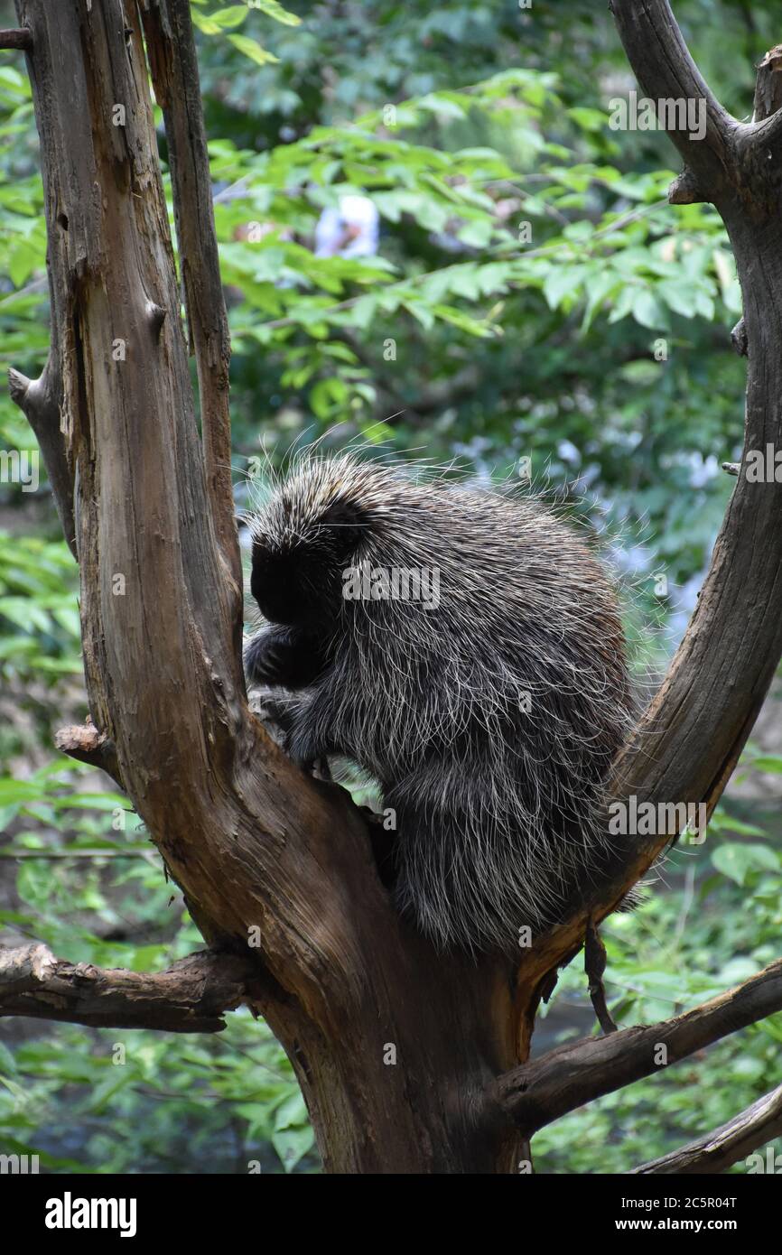 Prickly perch hi-res stock photography and images - Alamy