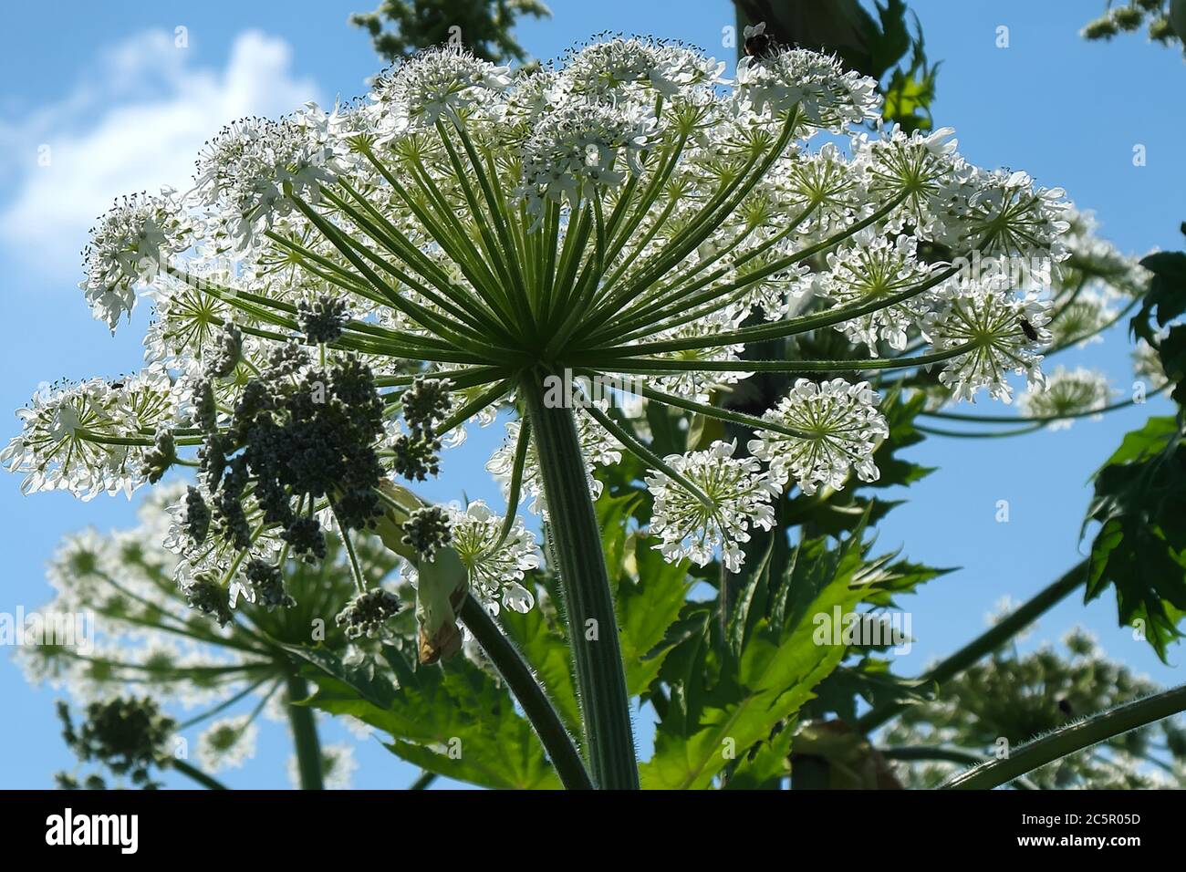 Dangerous plant hi-res stock photography and images - Alamy