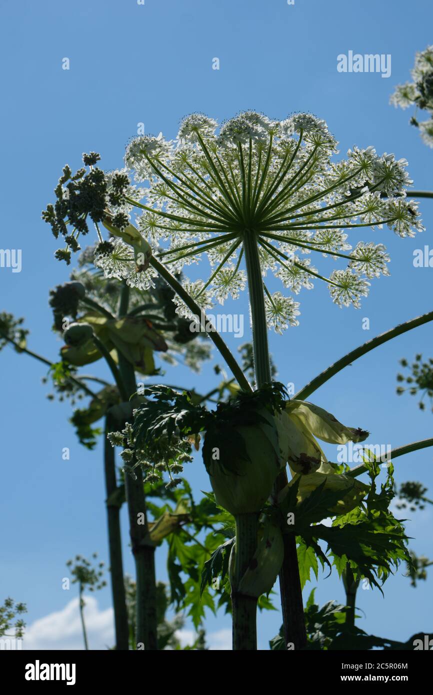 Dangerous plant hi-res stock photography and images - Alamy