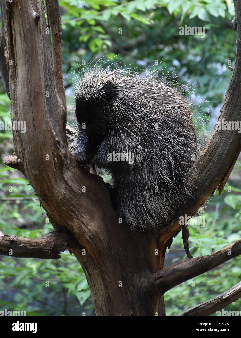 Porcupine sitting in tree hi-res stock photography and images - Alamy
