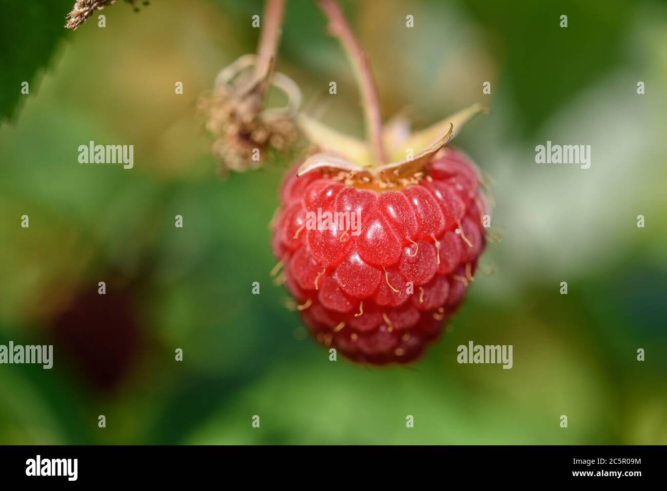 Raspberry in a garden in a village in the French countryside Stock ...