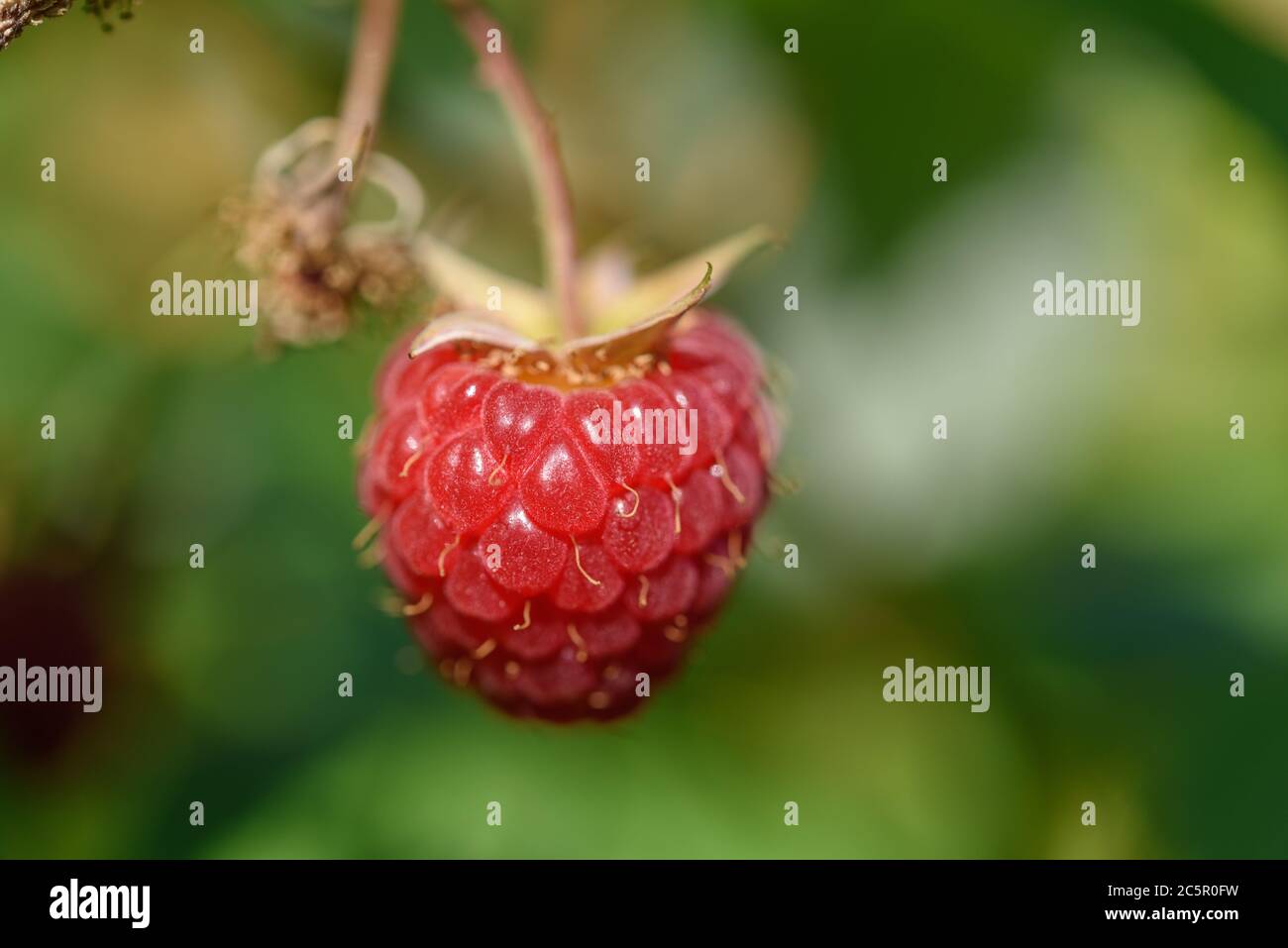 Raspberry in a garden in a village in the French countryside Stock ...