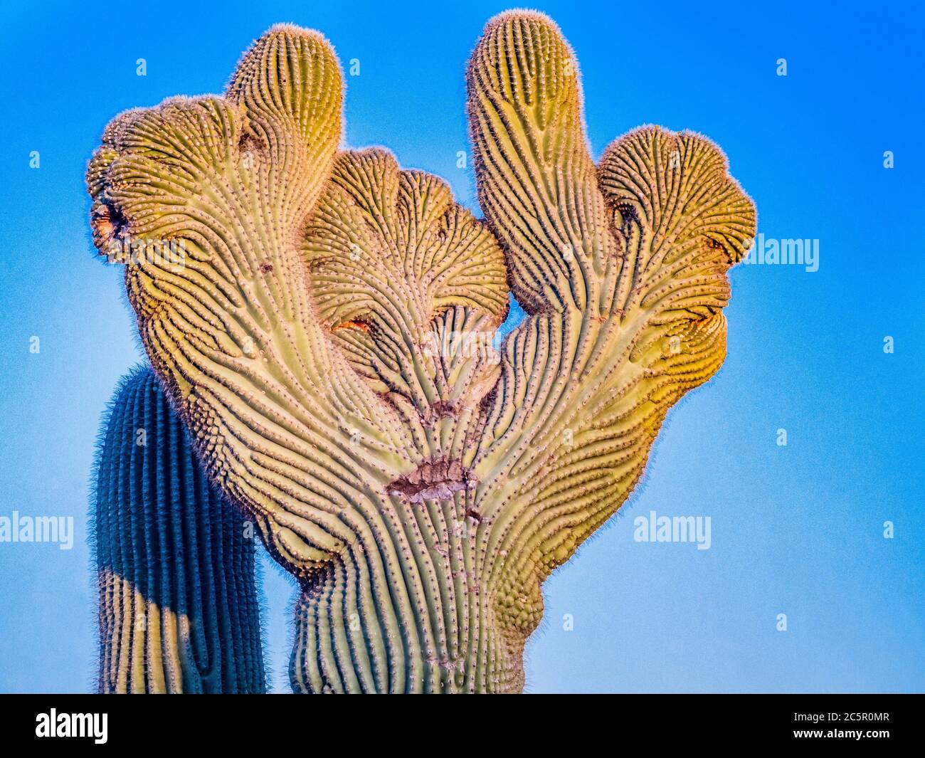 Crested cactus hi-res stock photography and images - Alamy