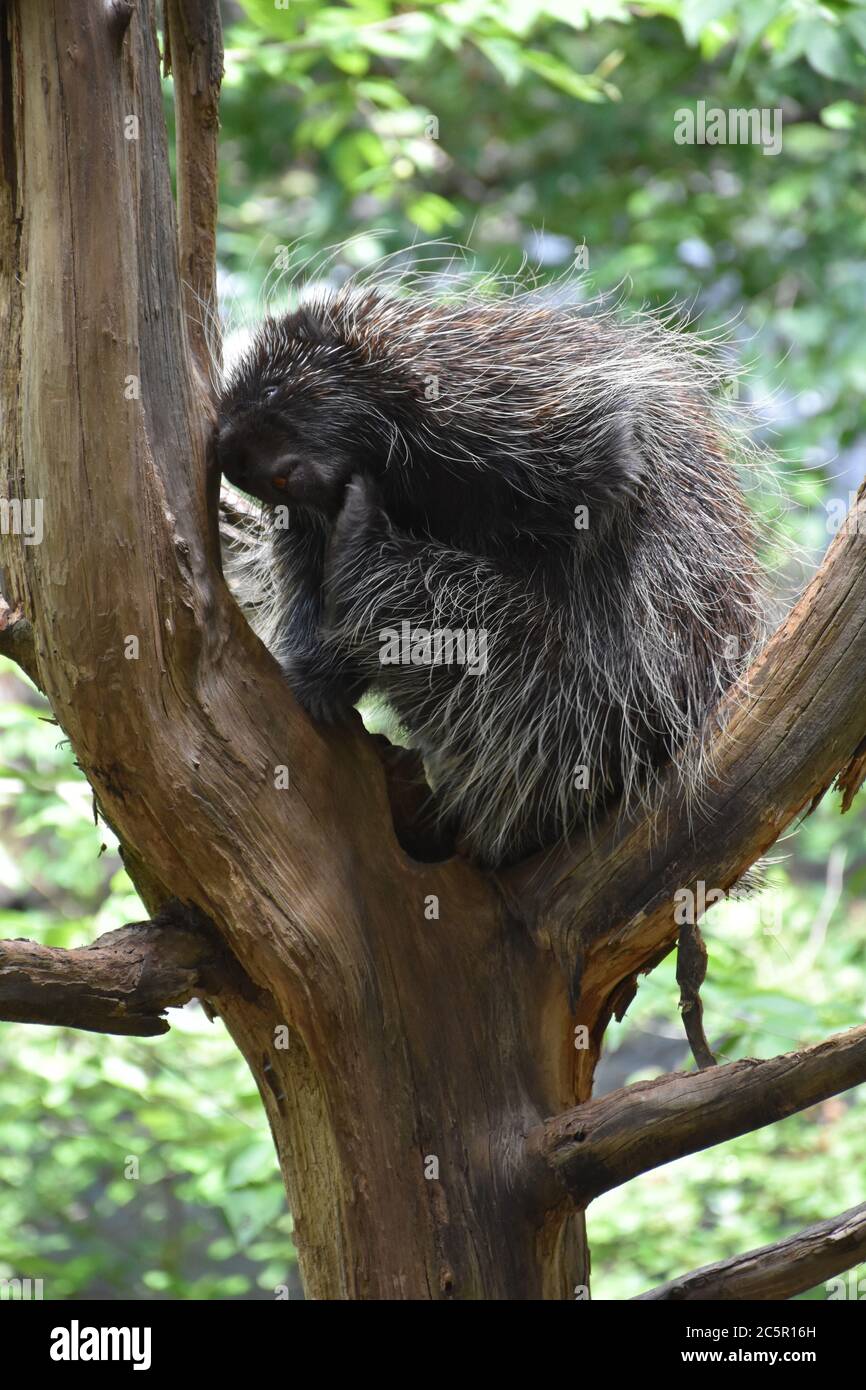 Cute porcupine itching in a tree branch Stock Photo - Alamy