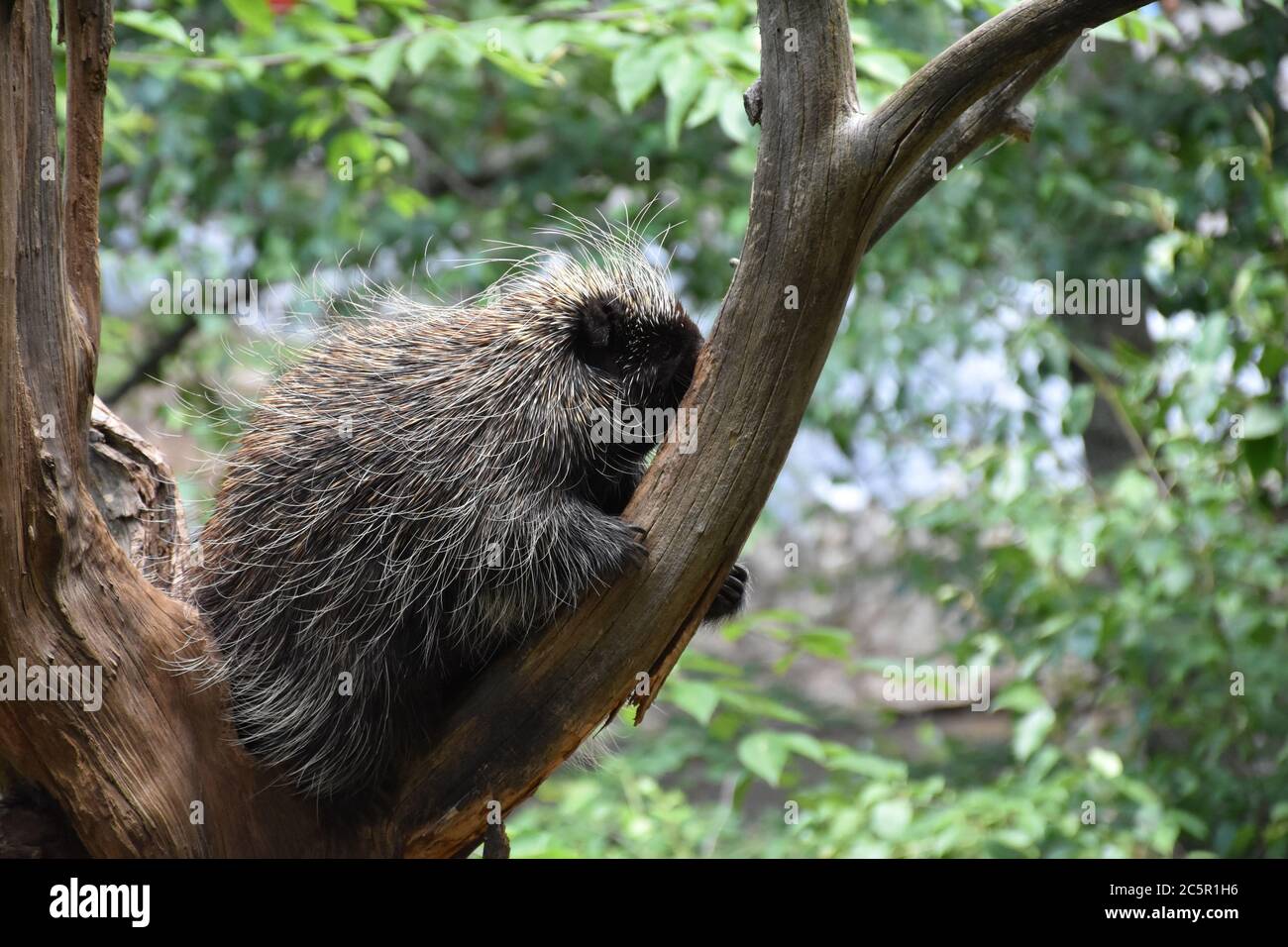 Porcupine climbing and clawing a tree branch Stock Photo - Alamy