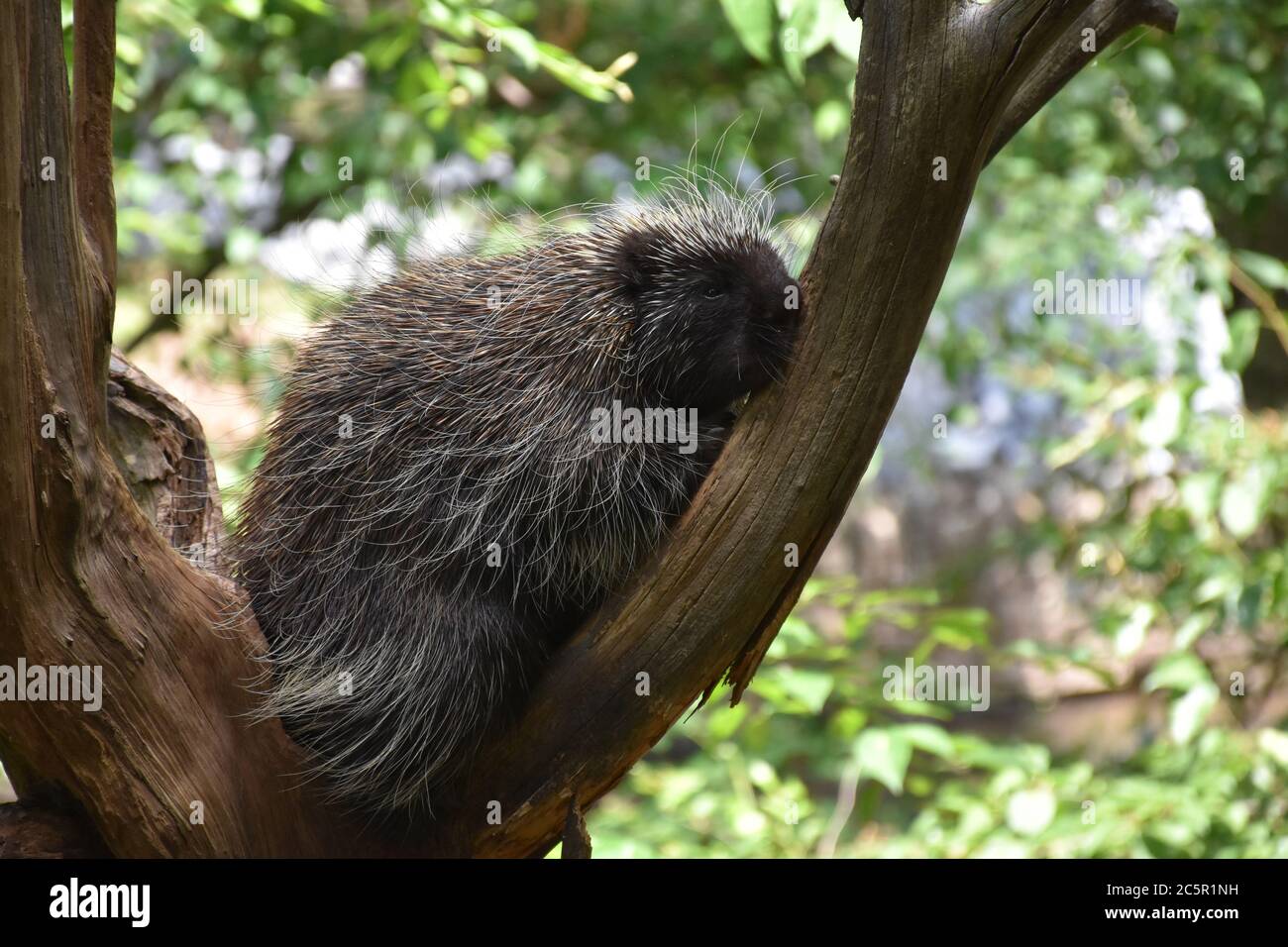 Amazing up close look at a porcupine Stock Photo - Alamy