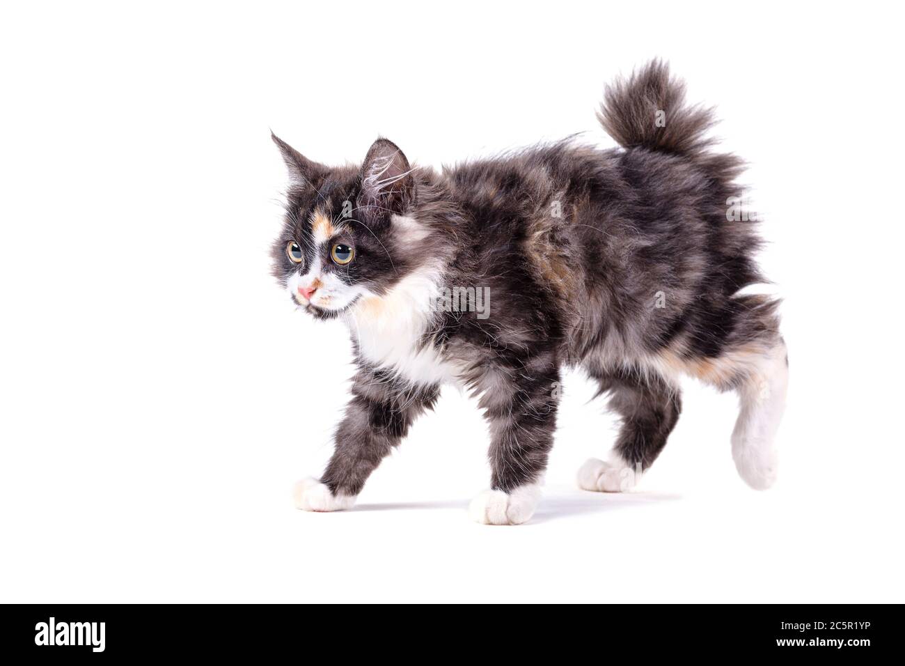 American Bobtail