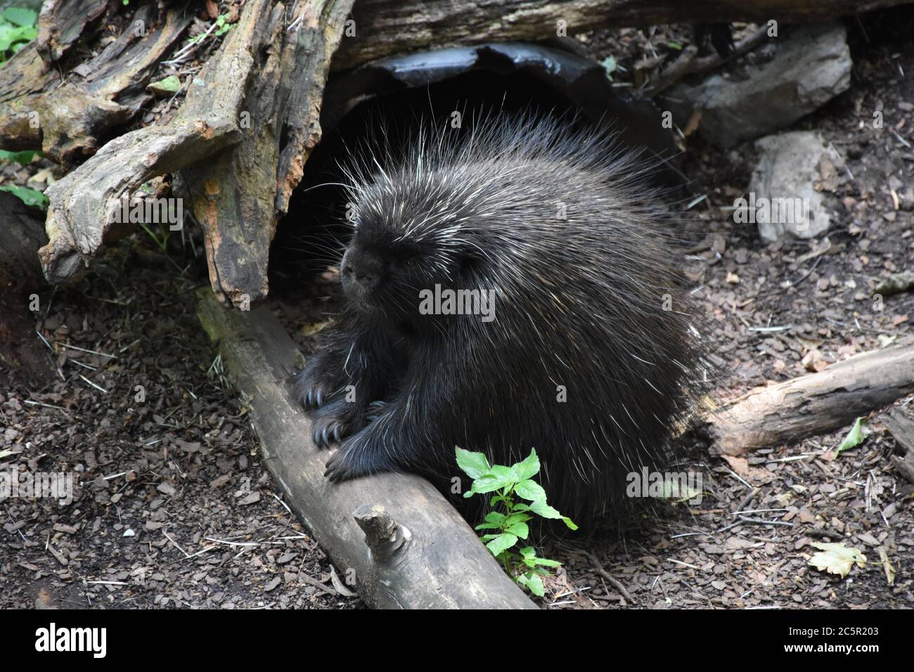 Up close look into the face of a wild porcupine Stock Photo - Alamy
