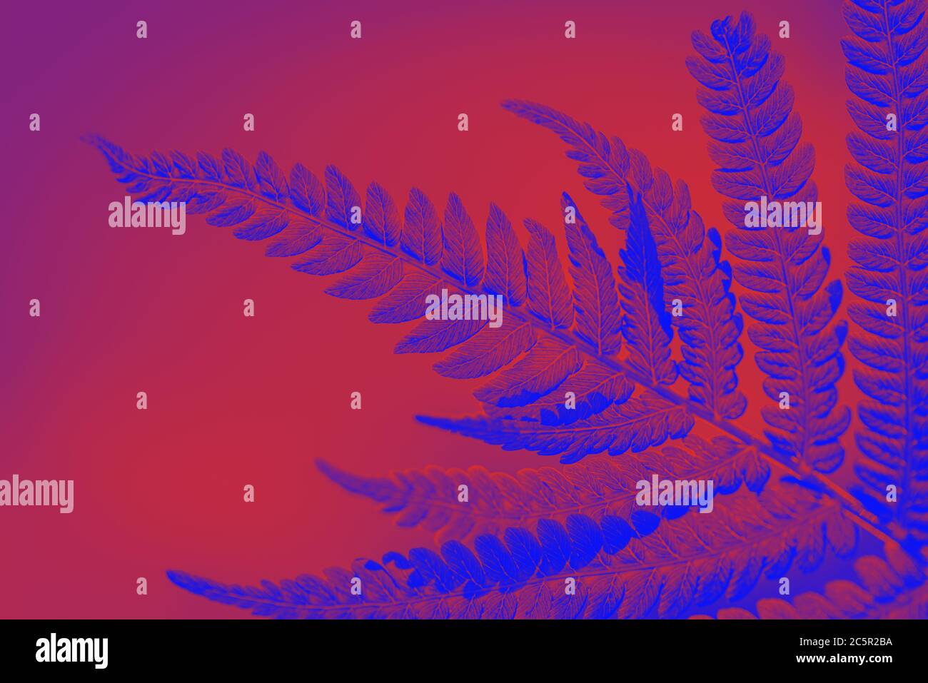 Toned photo of wildlife. Toned background in orange and blue in the ...