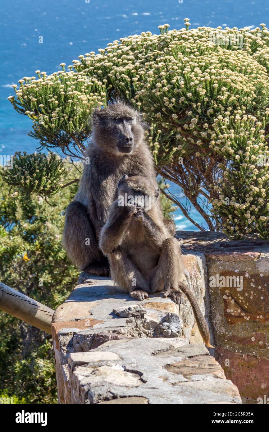 Two baboons sitting on a wall near Cape Point in South Africa Stock ...
