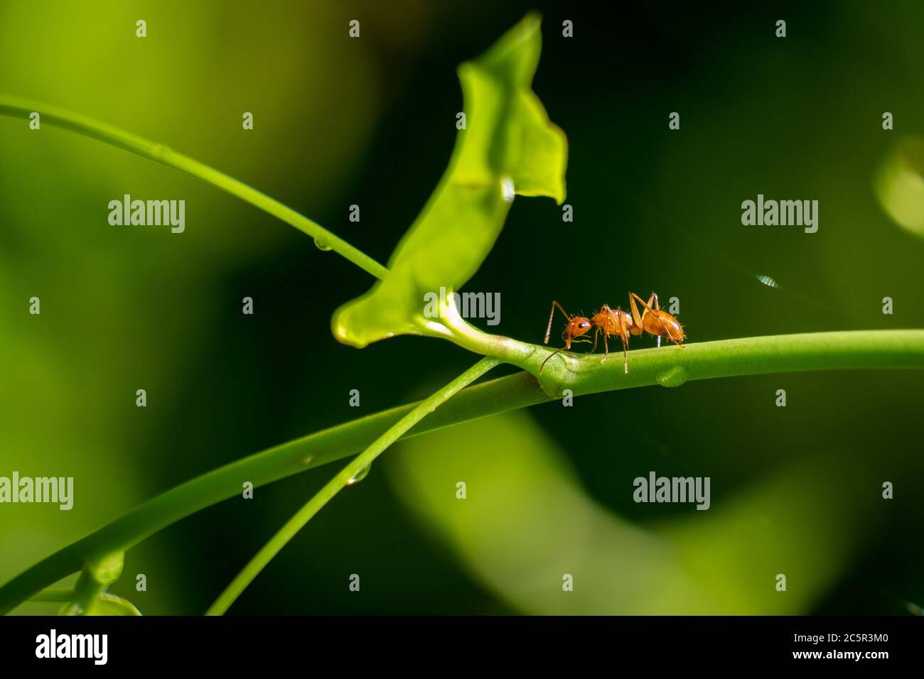 Fuzzy ant High Resolution Stock Photography and Images - Alamy