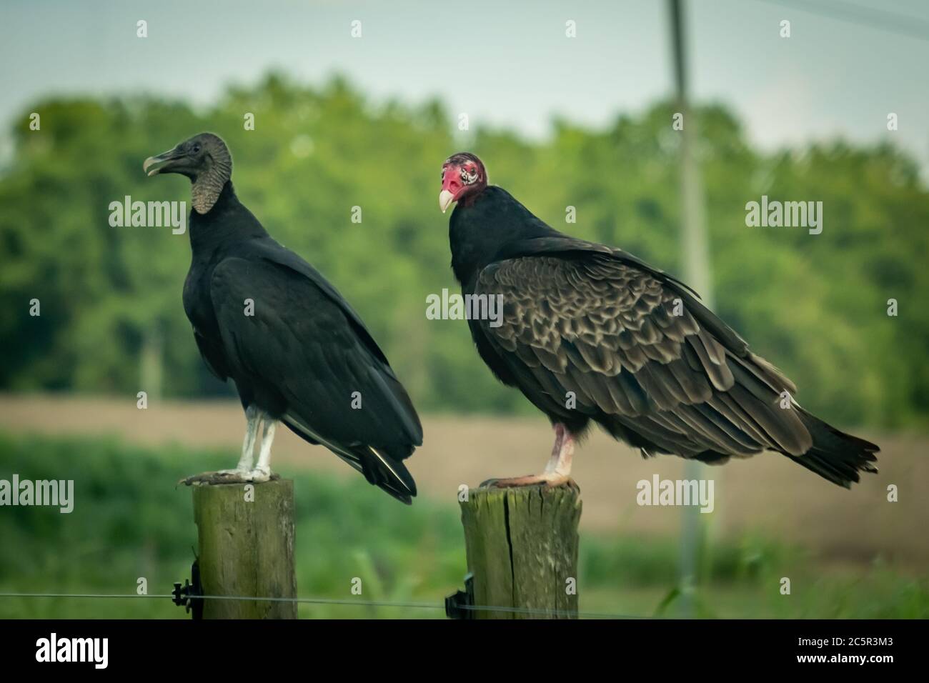 Black Vulture Vs Turkey Vulture