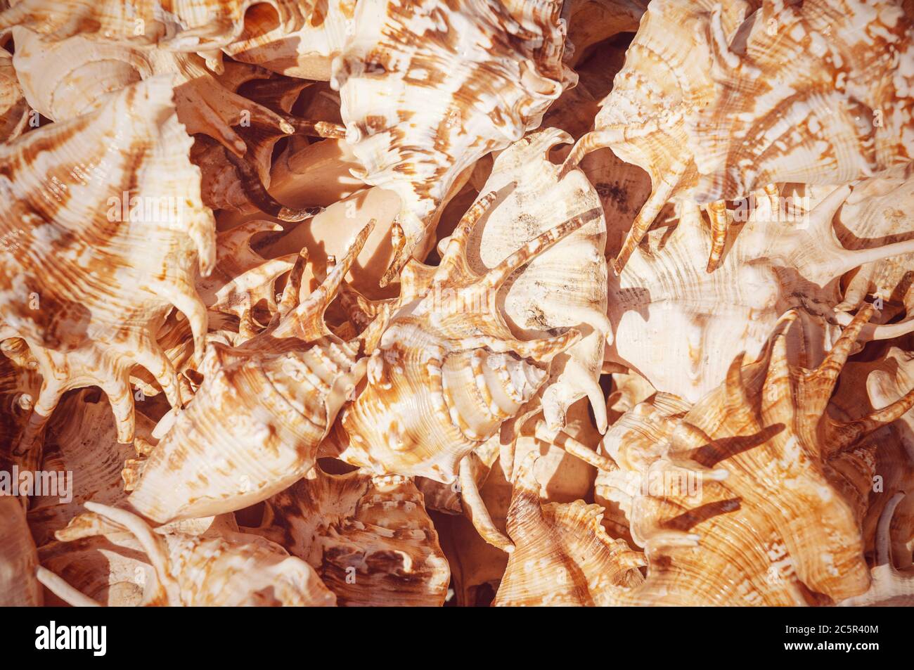 Concept group of sea shells. Seashells background. Top view close up of ...