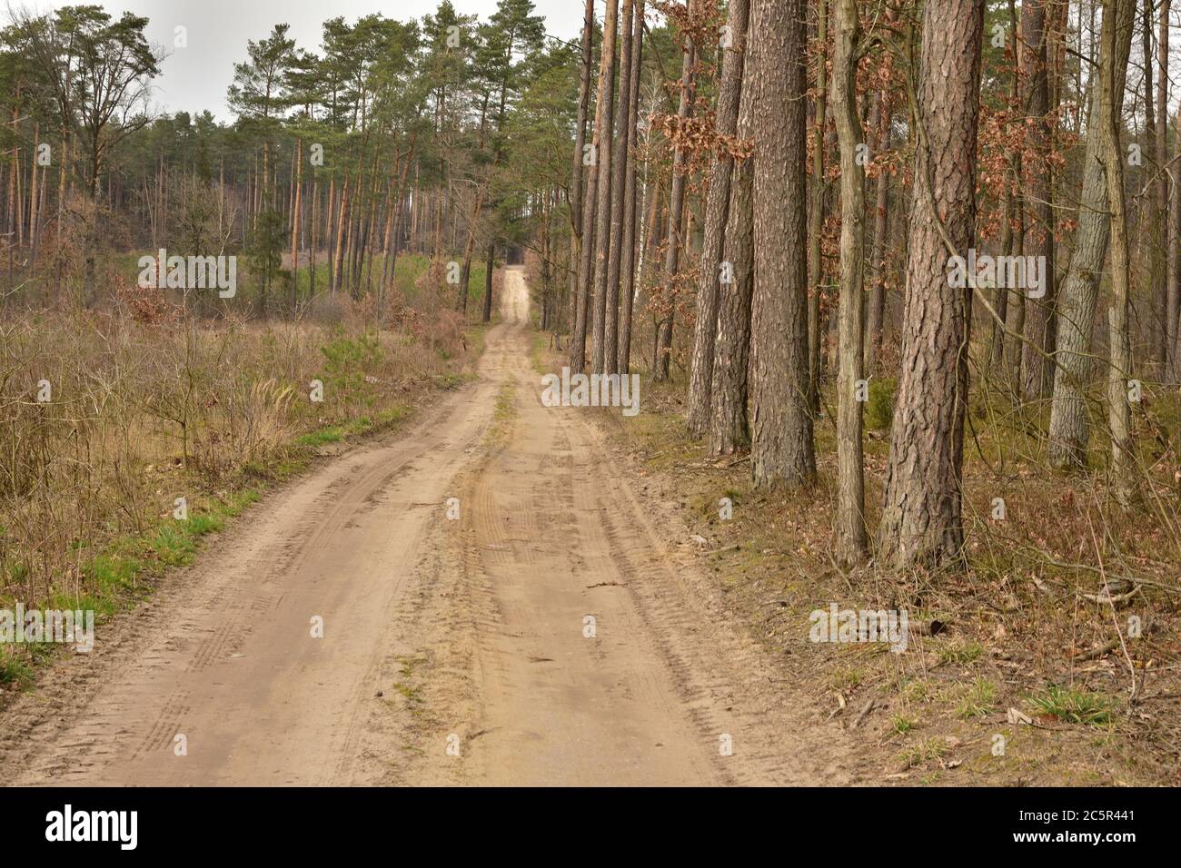 A forest road by day among trees and bushes. Go into the unknown ...