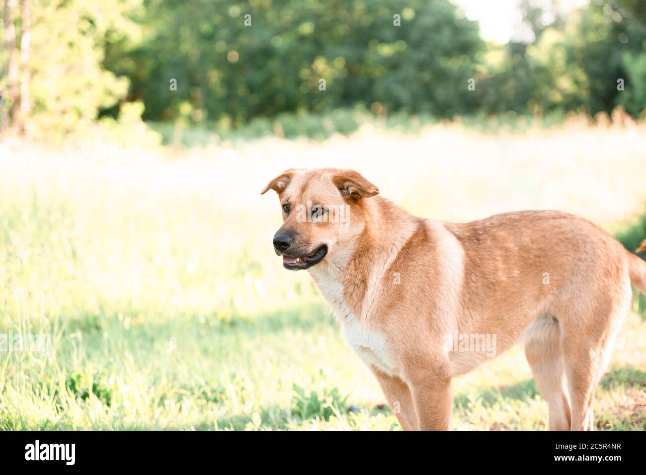 Ginger Dog High Resolution Stock Photography and Images - Alamy