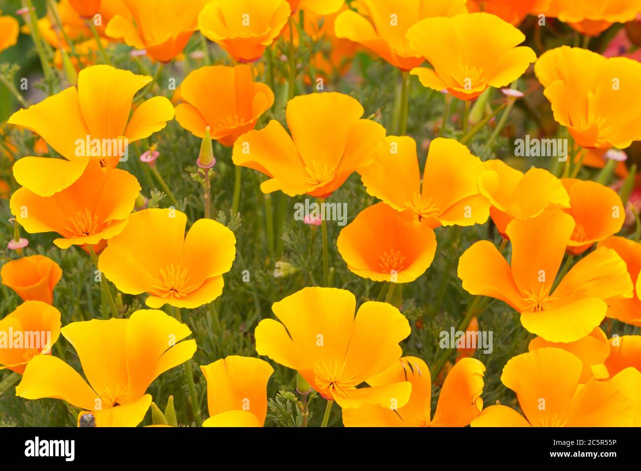 California Poppy flowers in Point Reyes National Seashore,Marin County ...