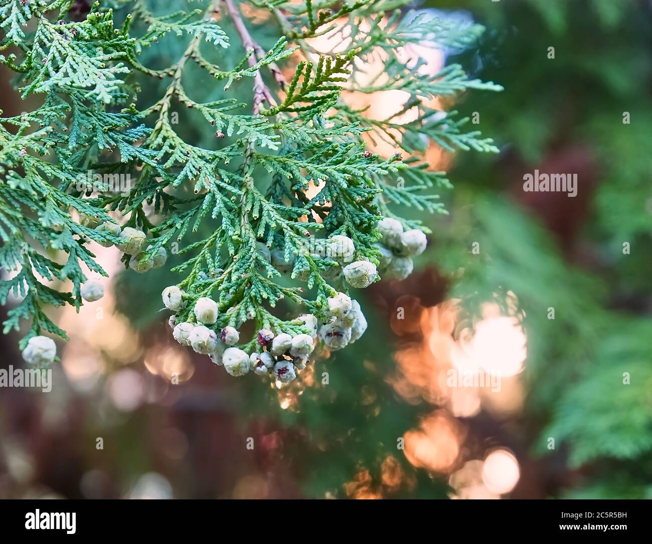 Blooming Thuja Arbovitaes conifer tree with healing attitudes Stock ...