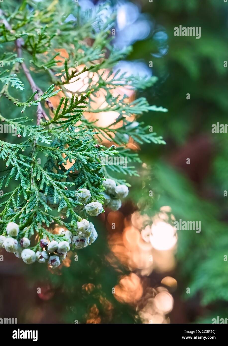 Blooming Thuja Arbovitaes conifer tree with healing attitudes Stock ...