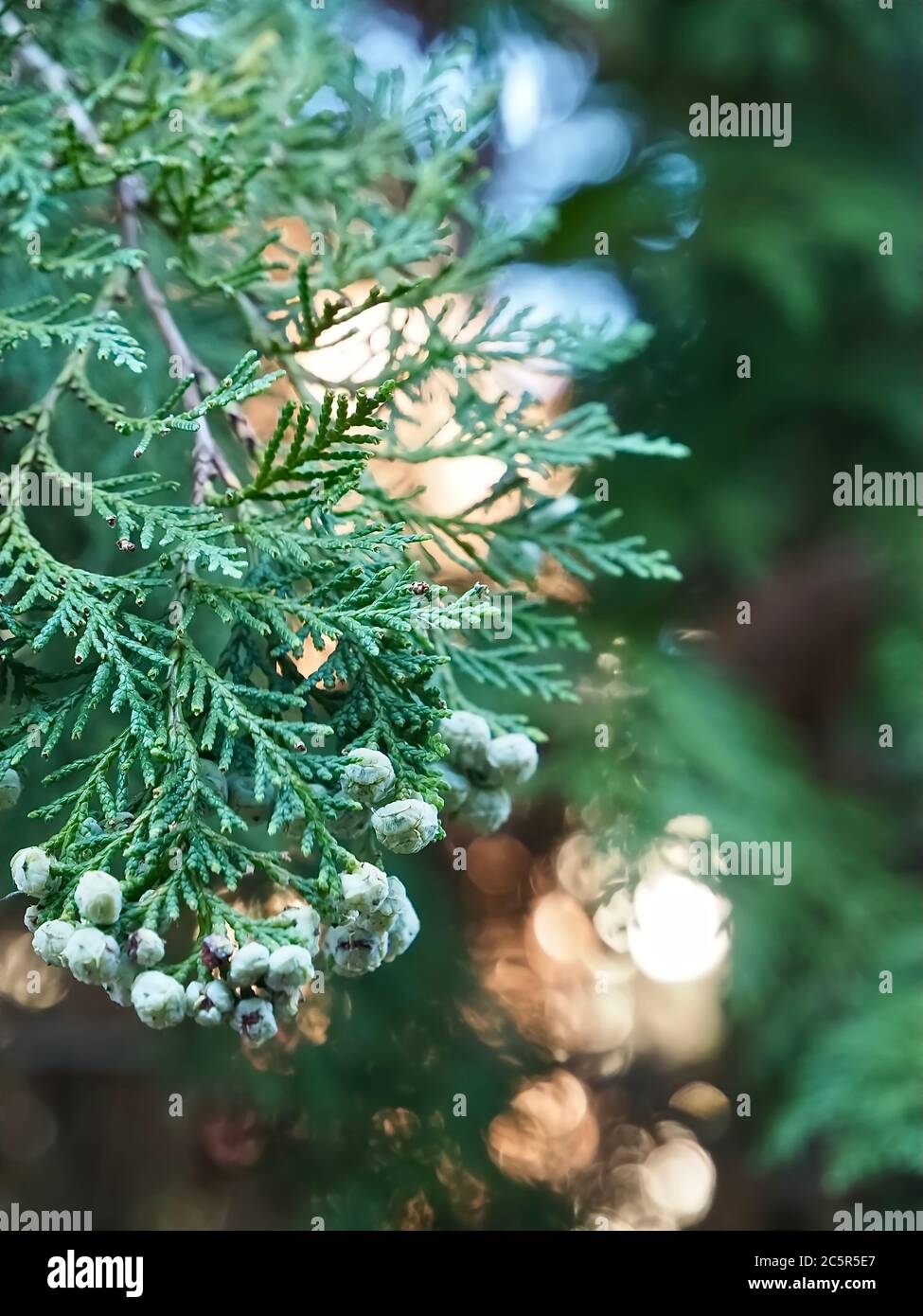 Blooming Thuja Arbovitaes conifer tree with healing attitudes Stock ...