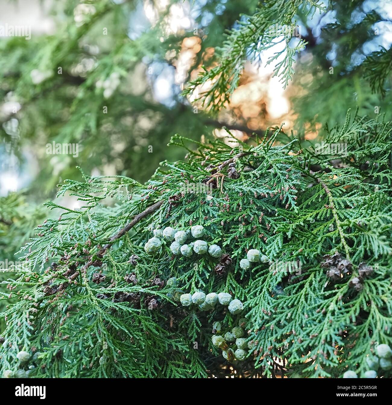 Blooming Thuja Arbovitaes conifer tree with healing attitudes Stock ...