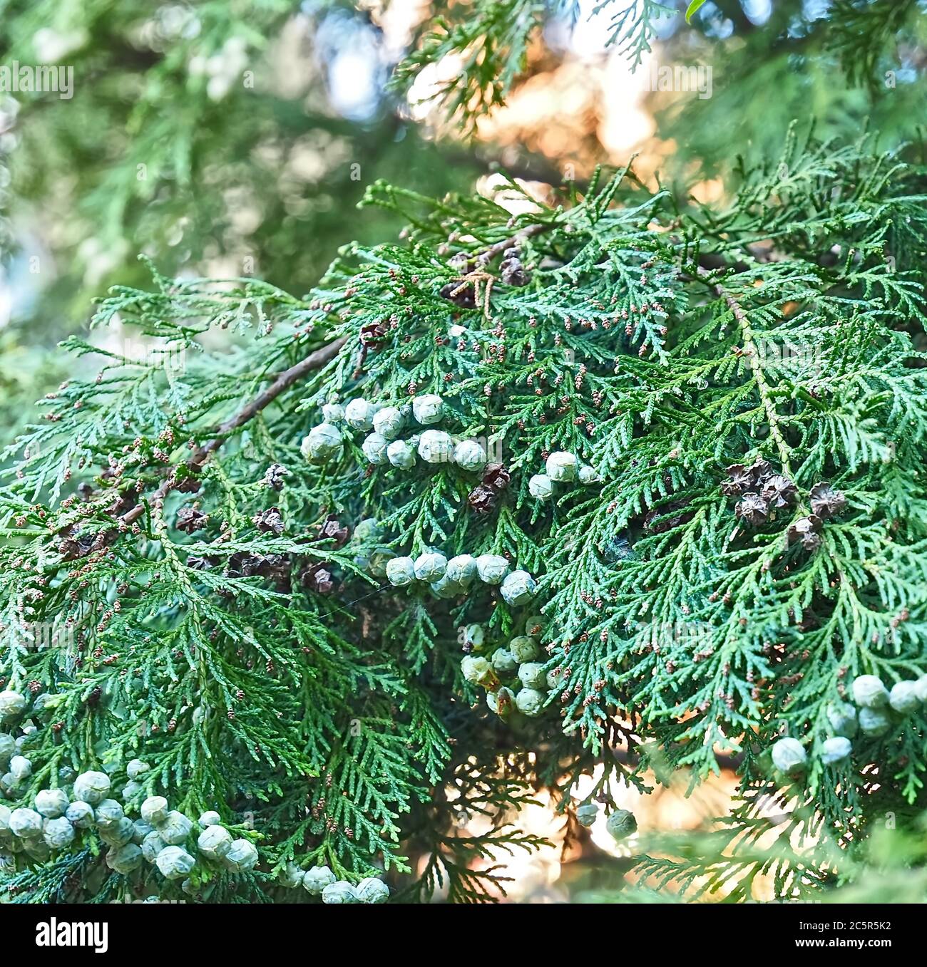 Blooming Thuja Arbovitaes conifer tree with healing attitudes Stock ...