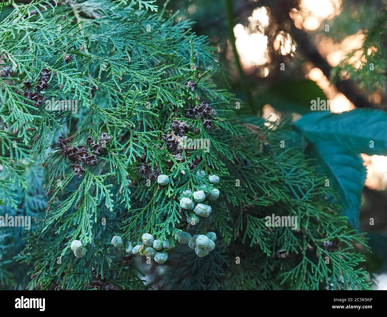 Blooming Thuja Arbovitaes conifer tree with healing attitudes Stock ...