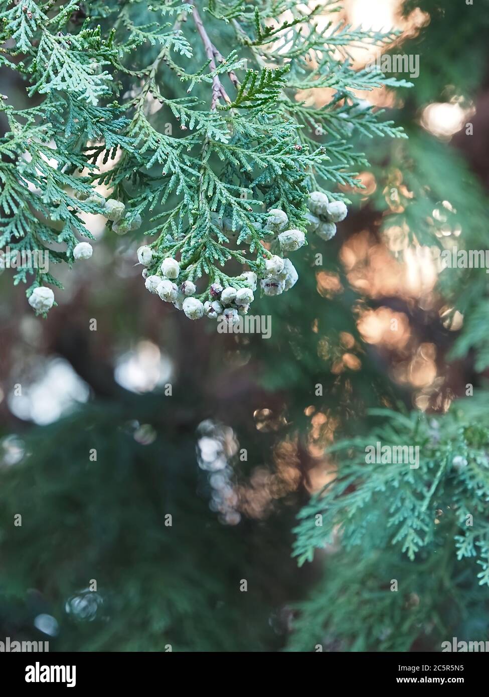 Blooming Thuja Arbovitaes conifer tree with healing attitudes Stock ...