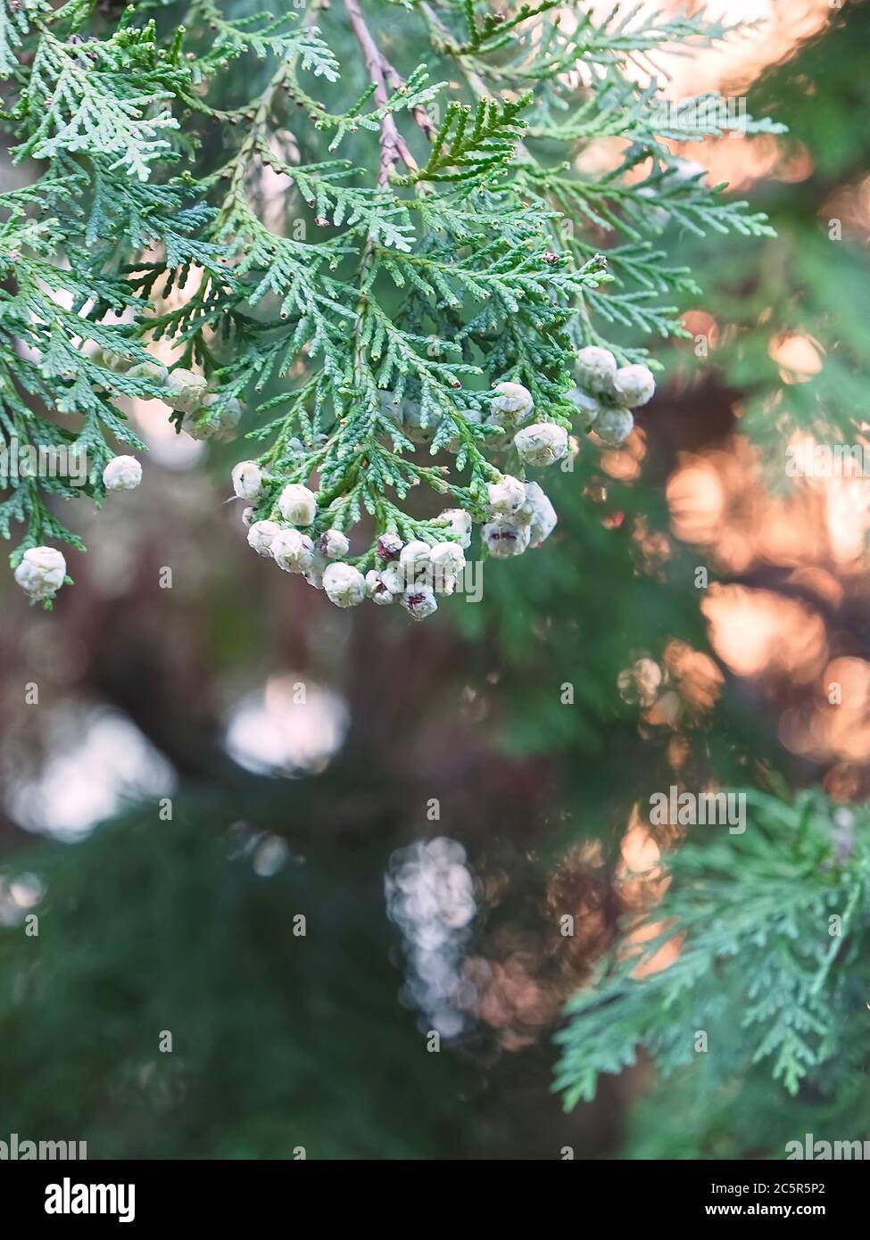 Blooming Thuja Arbovitaes conifer tree with healing attitudes Stock ...