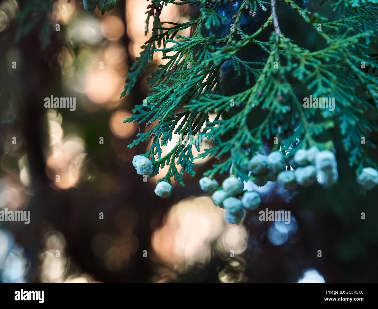 Blooming Thuja Arbovitaes conifer tree with healing attitudes Stock ...
