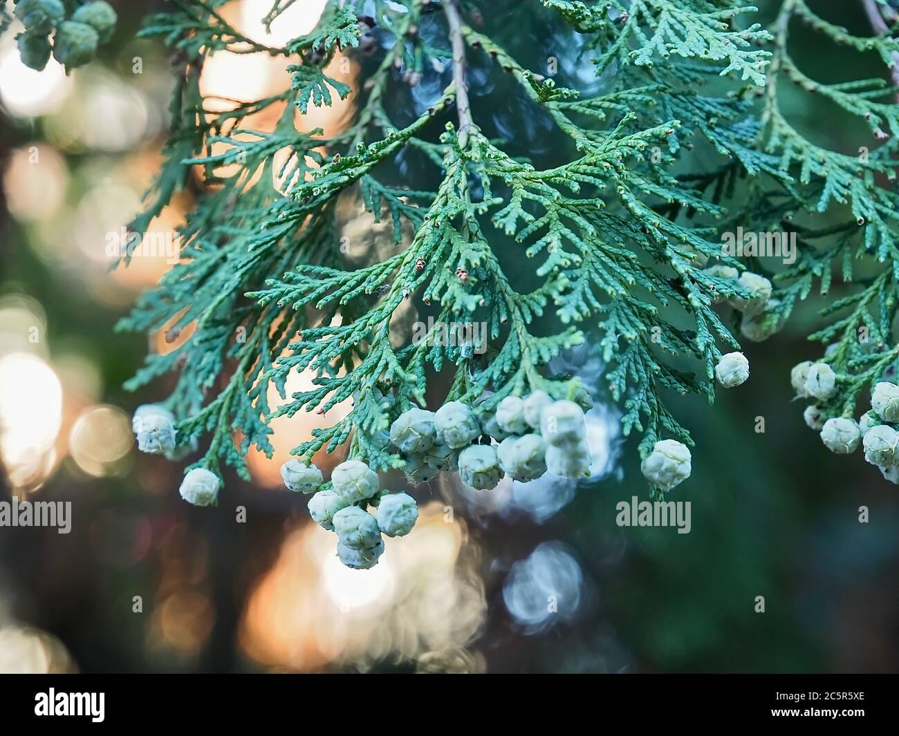 Blooming Thuja Arbovitaes conifer tree with healing attitudes Stock ...