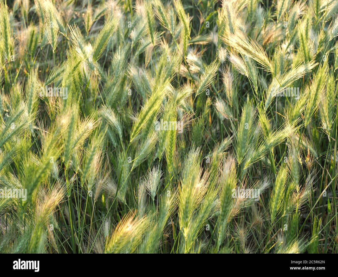 Corn field texture hi-res stock photography and images - Alamy