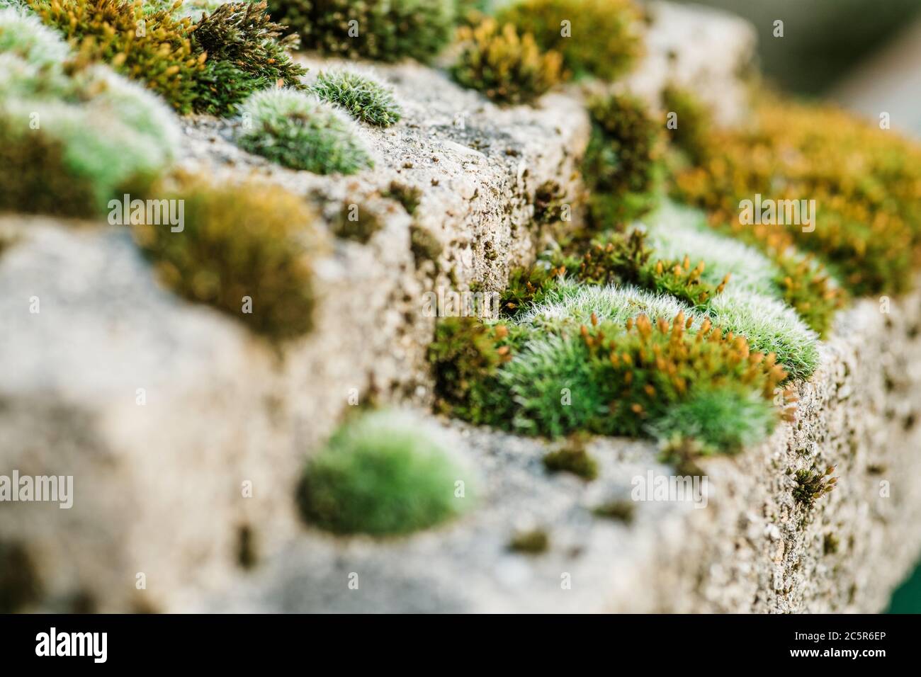 Close-up macro shot of moss on stone with green-yellow spores Stock ...