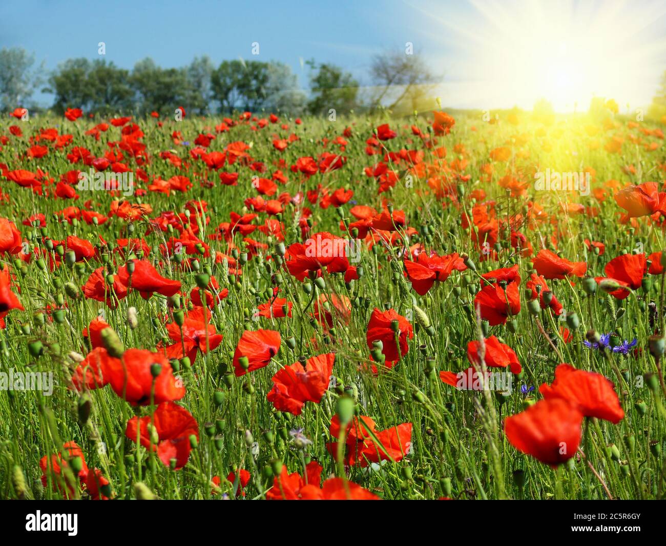 Blooming red poppies field. Artificial bright sun flare Stock Photo - Alamy