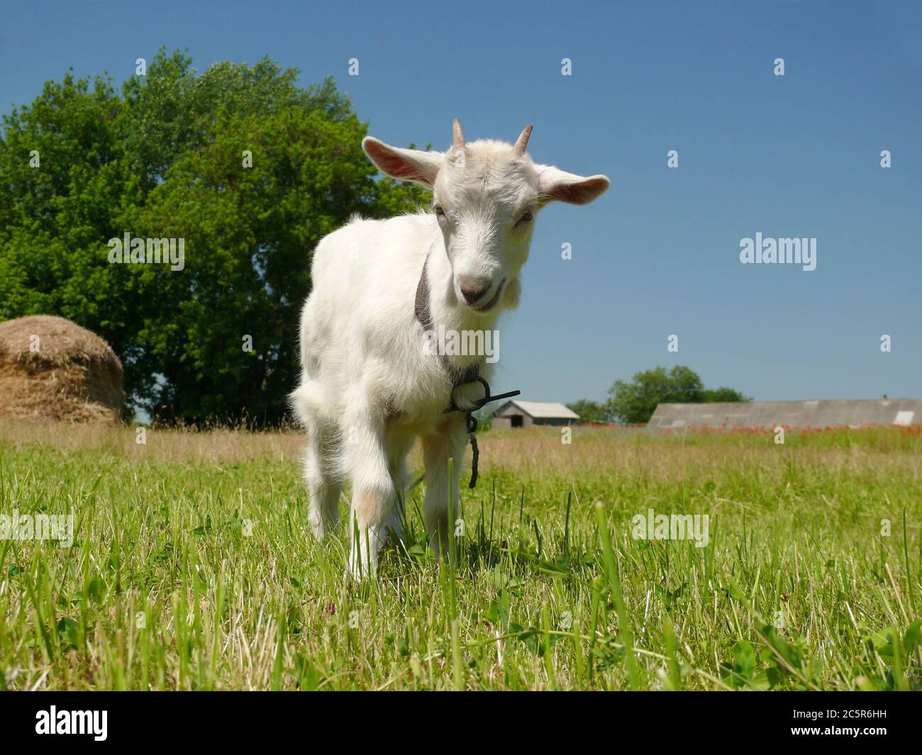 Funny and playful white domestic goat on front of rural area. Farm ...