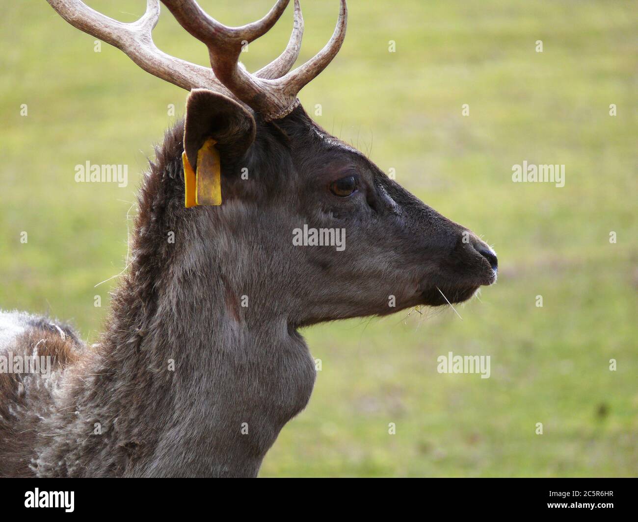 Deer stag with yellow tag in ear chewing grass Stock Photo - Alamy