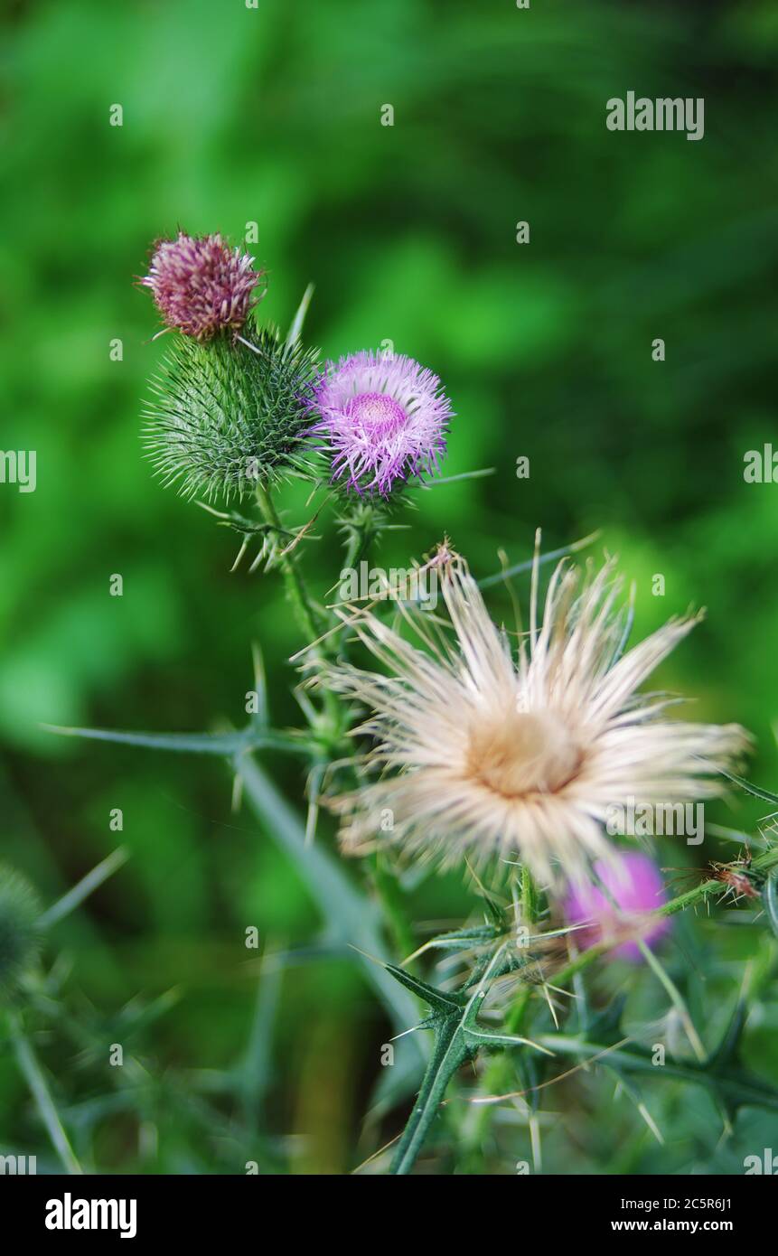 Spear Thistle (Cirsium vulgare) with blooming flower and thorns. Also ...