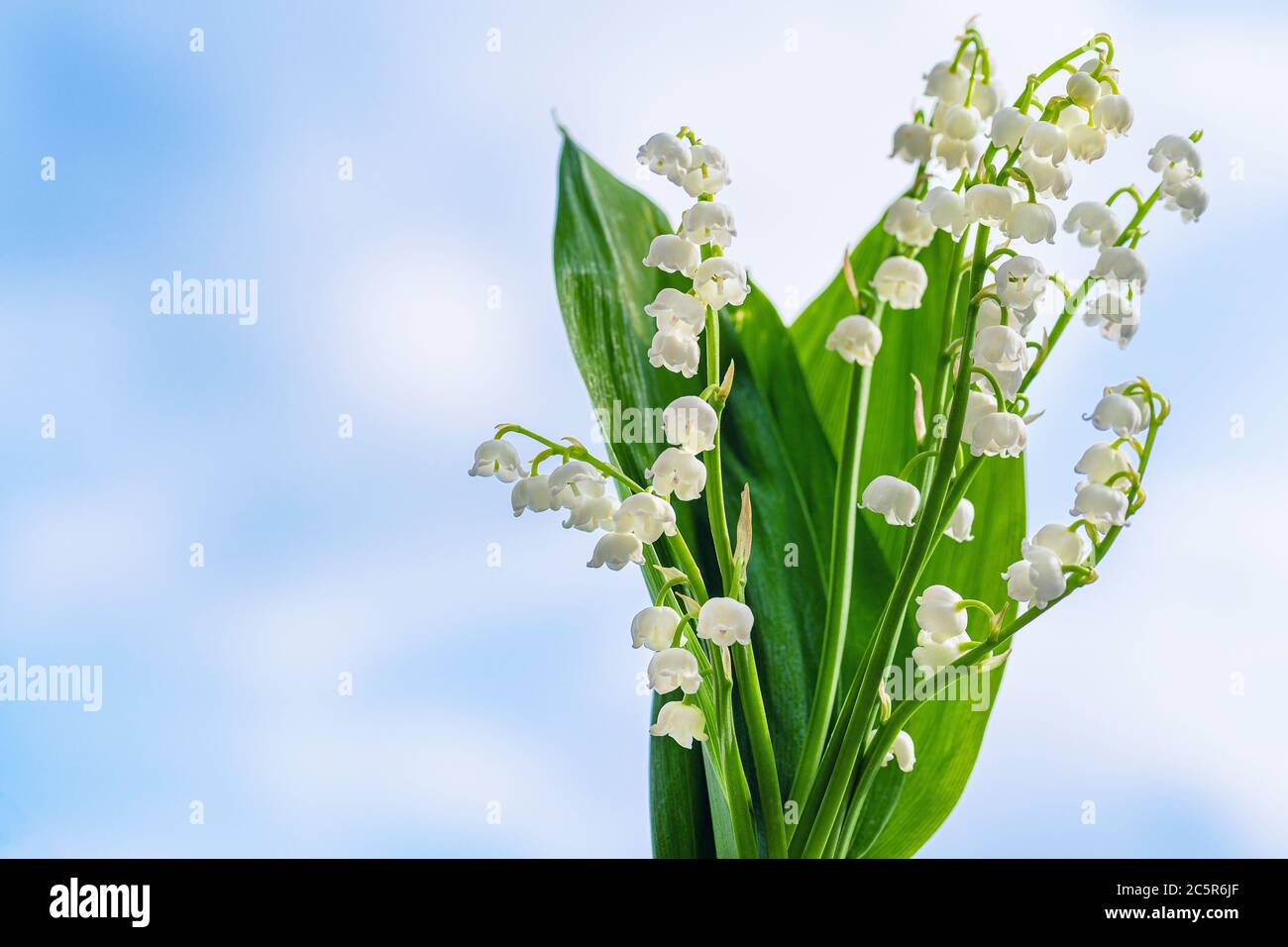 Flower Spring Lily of the Valley Background Horizontal. Natural nature ...