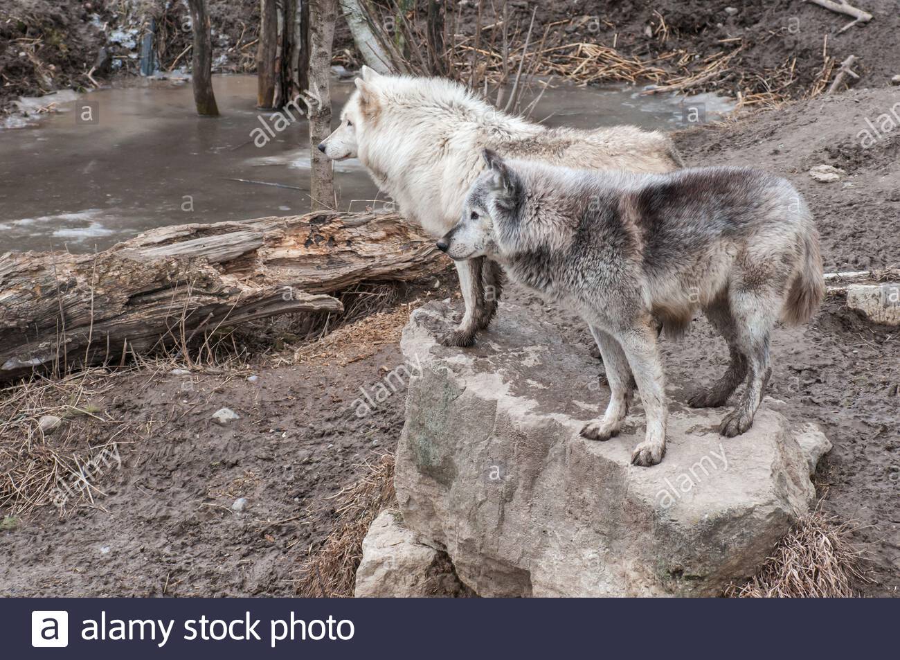 Wolf Eating Meat High Resolution Stock Photography and Images - Alamy
