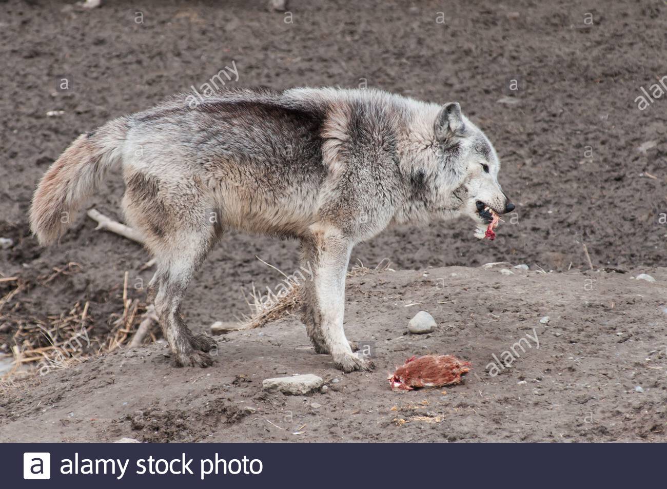 Grey Wolf Snarling High Resolution Stock Photography and Images - Alamy