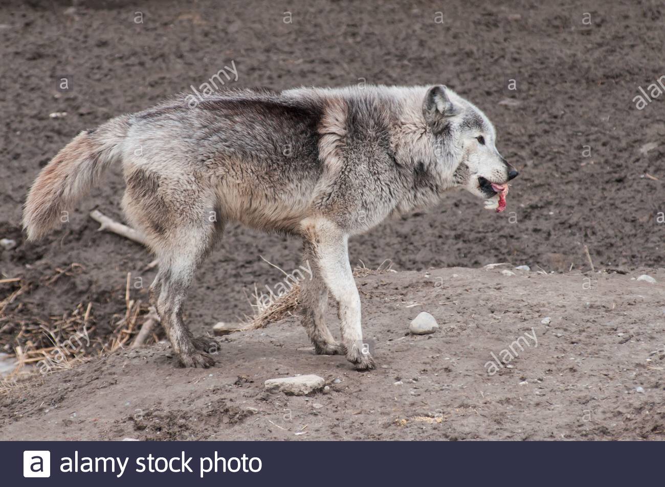 Wolf Eating Meat High Resolution Stock Photography and Images - Alamy