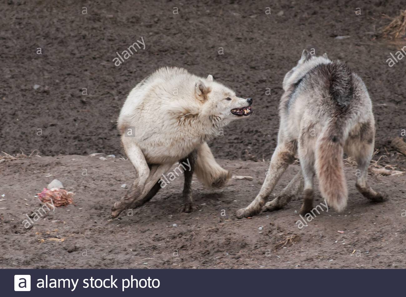 Wolf Eating Meat High Resolution Stock Photography and Images - Alamy