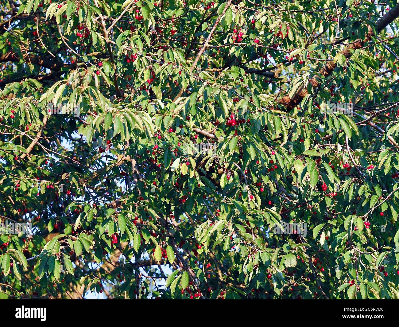Beautiful cherries on tree hi-res stock photography and images - Alamy