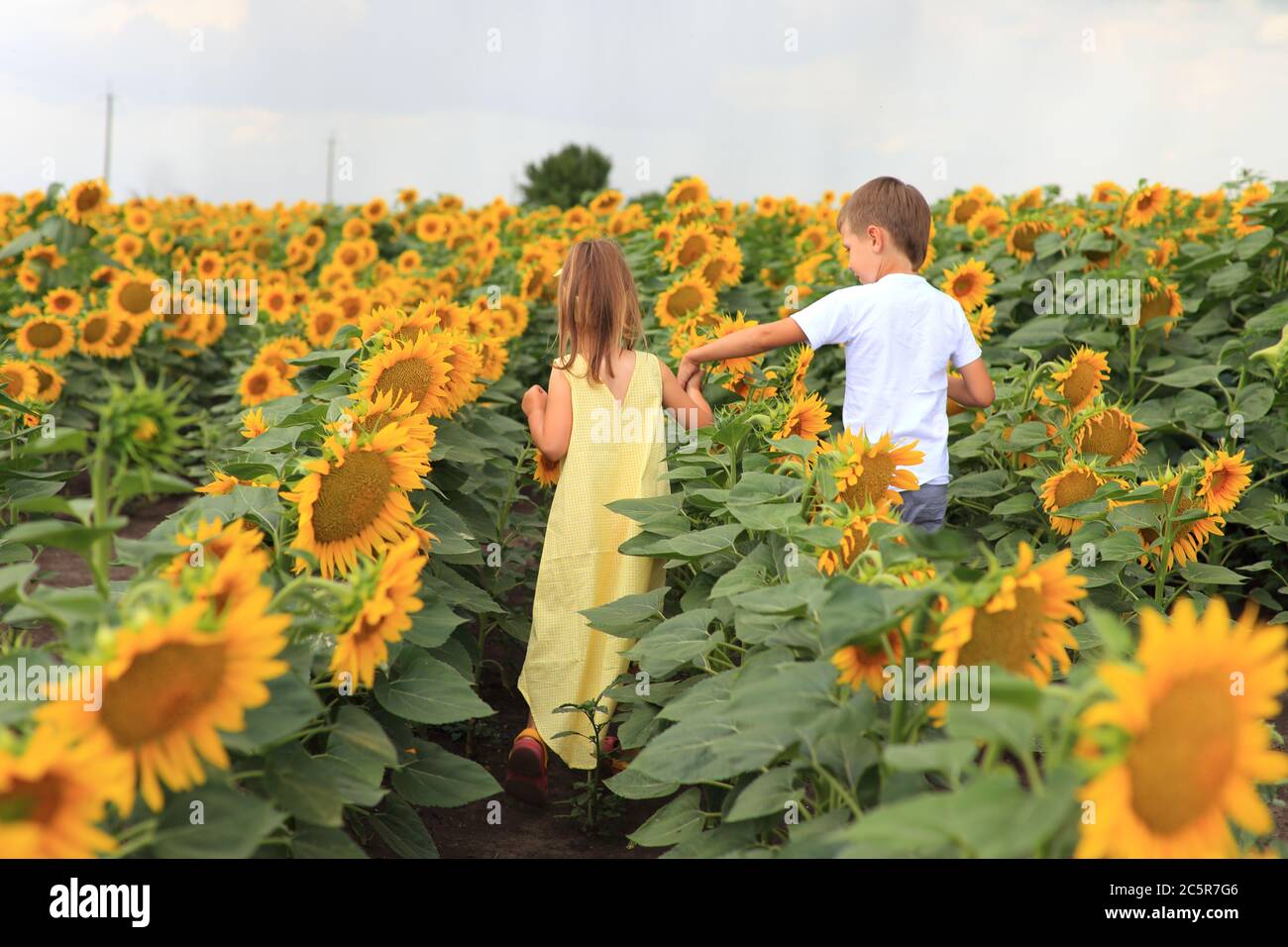 Two children are in the field with sunflowers Stock Photo - Alamy