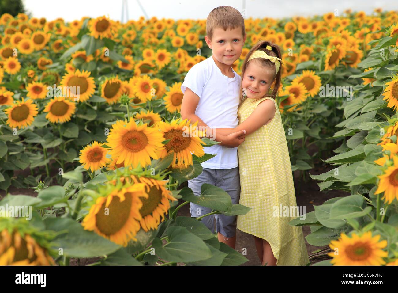 Boy among sunflowers hi-res stock photography and images - Alamy
