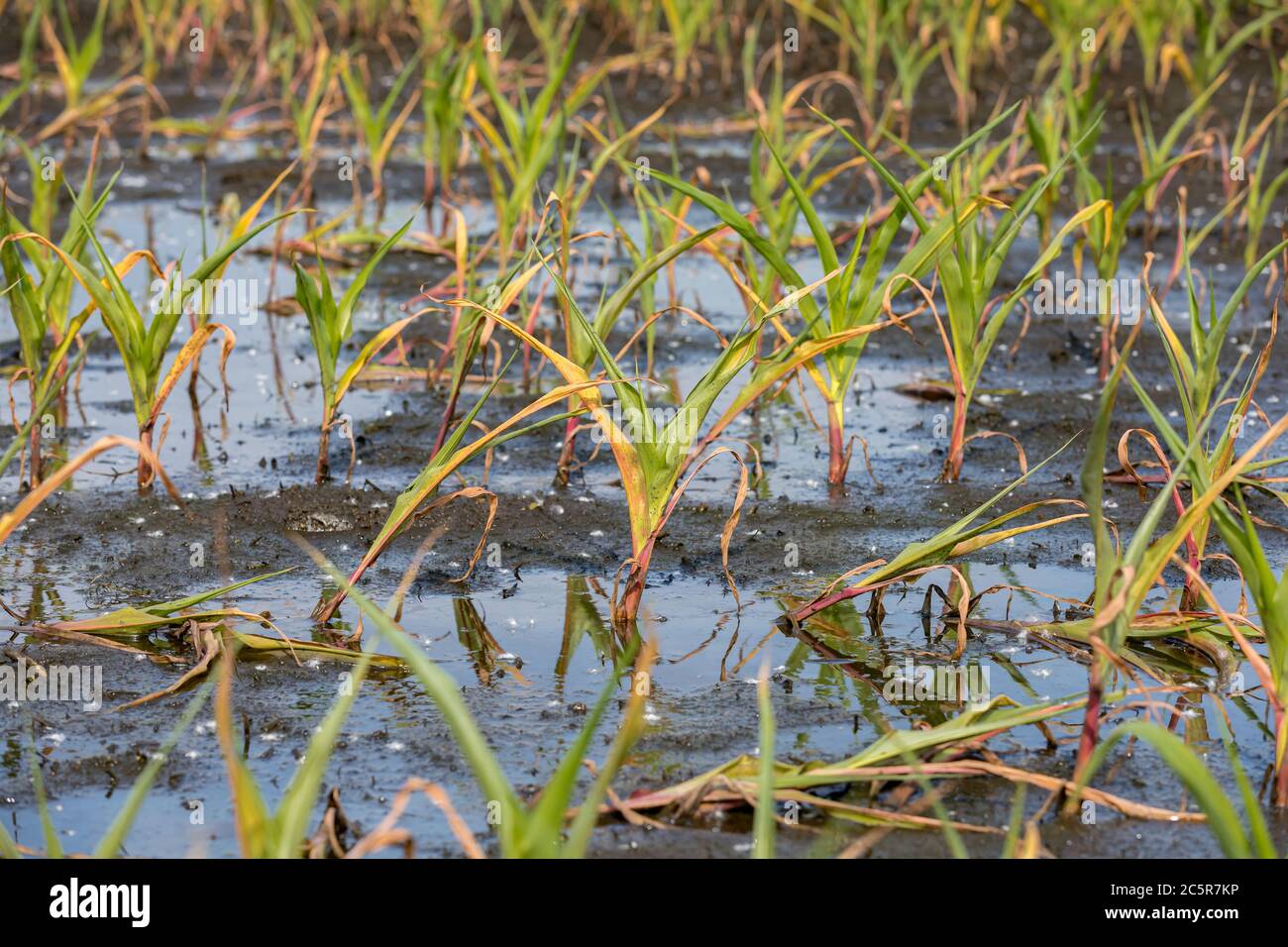 corn plants with yellow leaves and dying in flooded cornfield due to ...