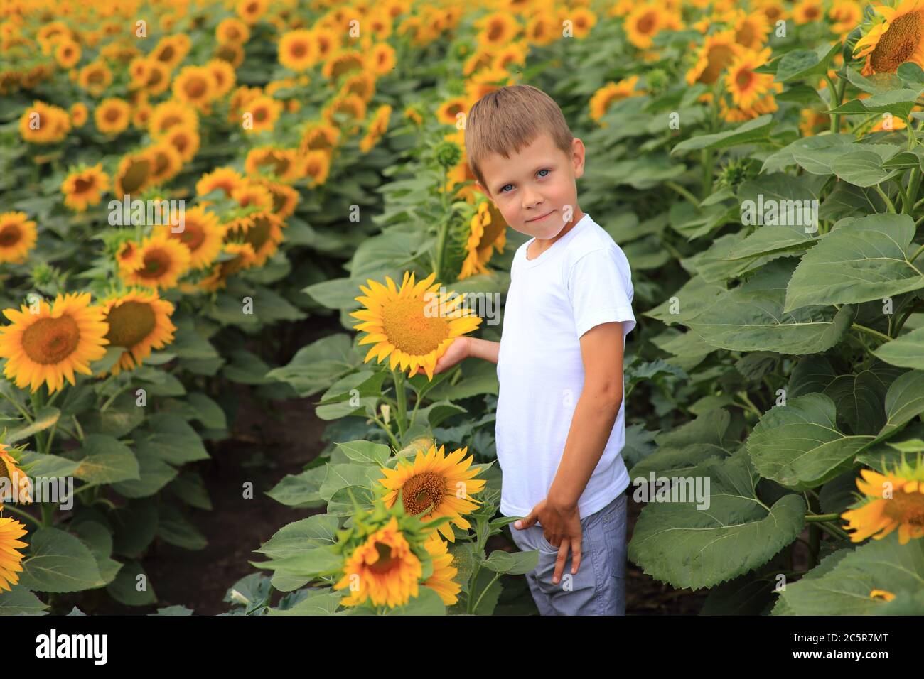 Boy sunflower hi-res stock photography and images - Alamy