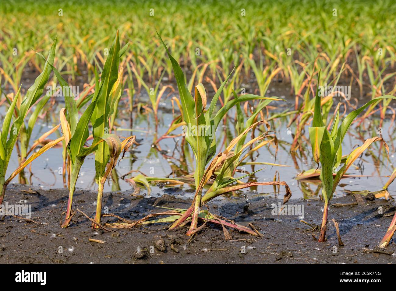 corn plants with yellow leaves and dying in flooded cornfield due to ...