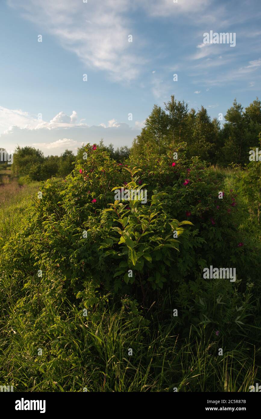 Landscape at sunset. Densely overgrown trees and shrubs with dense ...